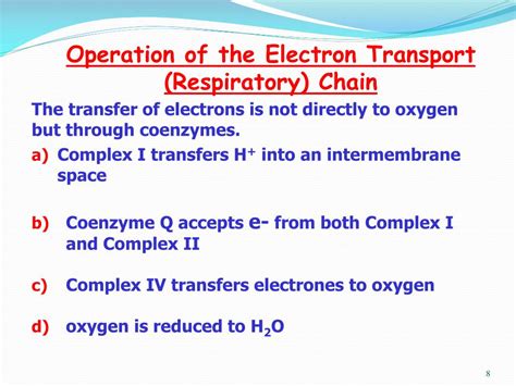 PPT Respiratory Chain And Oxidative Phosphorylation Glycogenesis