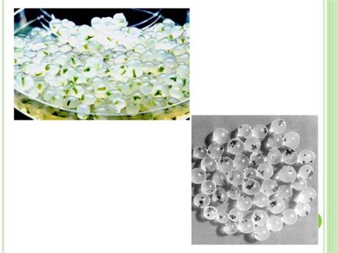 Somatic Embryogenesis In Plant Tissue Culture Pptx