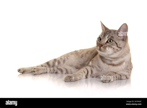 Pretty Snow Bengal Cat Lying Down Looking Away Isolated On A White
