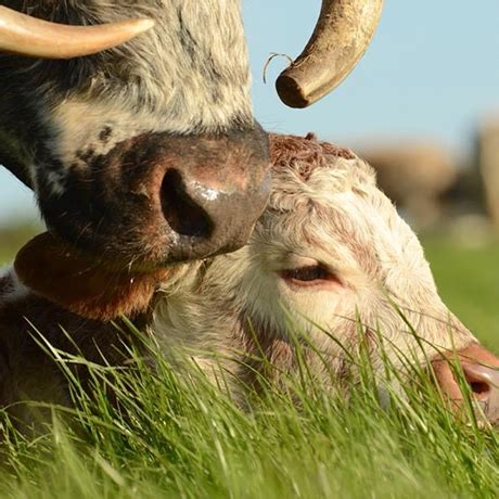 Why Longhorns Longhorn Cattle Society