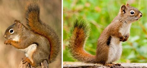 5 Types Of Squirrels That Live In Michigan 2025 Bird Watching Hq