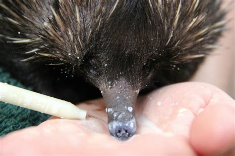 Equidna Recem Nascida Latido Estranho Leva à Descoberta De Nova