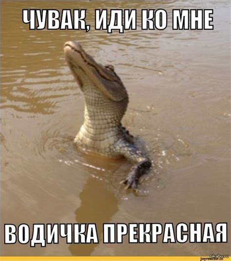 Нямка | Пикабу