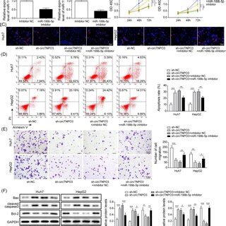 Knockdown Of CircTNPO3 Inhibited Proliferation And Invasion Of HCC