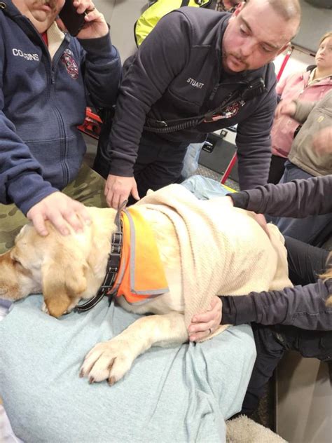 Dog Rescued After Falling Through Ice In Maine River