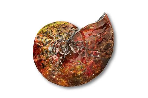 Canadian Ammonite Fossil 510141 Iniskim