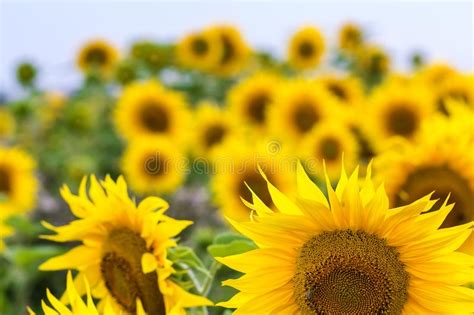 yellow sunflowers in summer field close up stock image image of