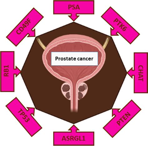 Biomarkers Associated With Hormone Receptors In Prostate Cancer Psa