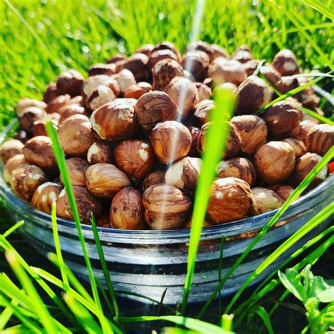 Продам фундук крупный свежий орех купить фундук крупный свежий орех