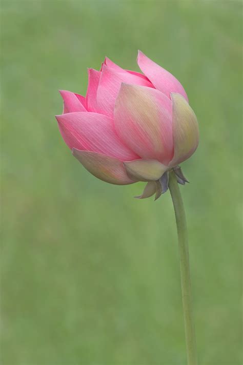 Une Fleur Rose Sur Une Tige Photo Photo Cairns De Edge Hill Gratuite