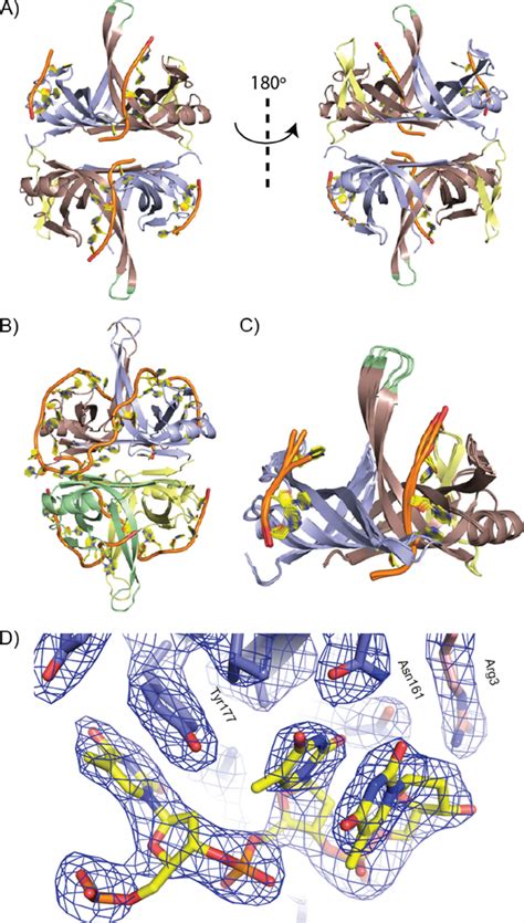 Crystal Structure Of The Drssb Ssdna Complex A Ribbon Diagram Of The Download Scientific