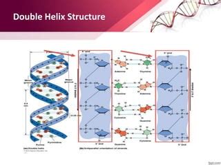 Dna Structure And Its Forms Pptx