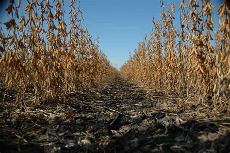 Mapping Soybean Yield Risk Regional Contrasts In The U S And Brazil