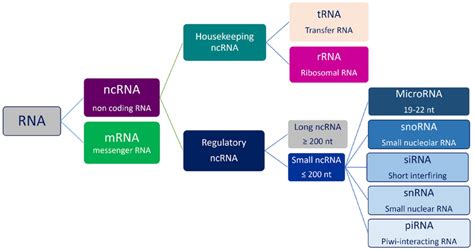 Rna Classification Rnas Are Divided Into Two Main Classes Mrnas And