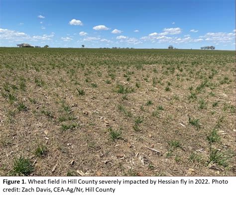 Hessian Fly And Their Impact On The 2023 Wheat Crop Texas Row Crops
