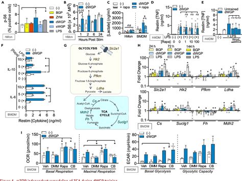 Figure 4 From Recognition Of Yeast β Glucan Particles Triggers