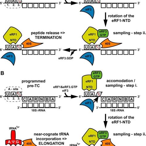 Pdf Translation Initiation Factor Eif3 Promotes Programmed Stop Codon Readthrough