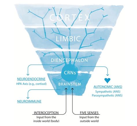 Understanding The Interaction Between Body And Mind In Effective