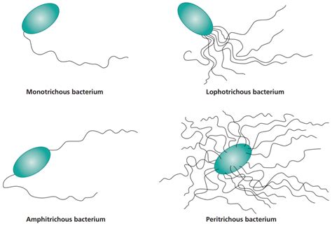A Field Guide To Bacterial Swarming Motility Nature Reviews 46 Off