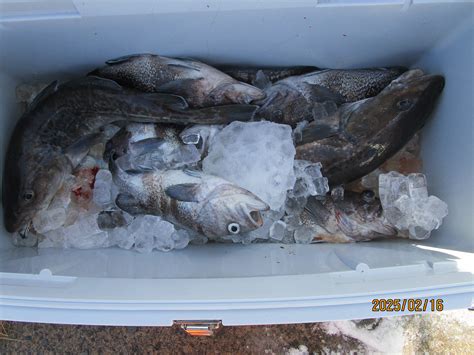 真鱈釣り 青森のつり船 白神