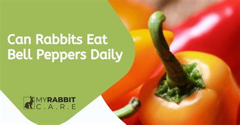 Can Rabbits Eat Bell Peppers Daily 5 Health Benefits