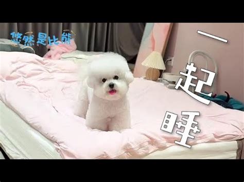 悠然是比熊每天要睡覺時李悠悠都有自己的想法 狗狗 比熊犬 搞笑 熱門 推薦 萌宠 萌宠出道 可爱 可爱到爆炸
