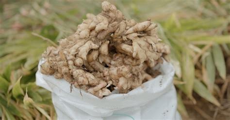 천년완주 토종생강 공동경작지 첫 수확