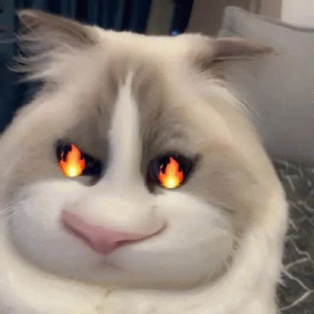 狗狗生气表情包 可爱猫咪双眼冒火表情滑稽又带点霸气表情包图片gif动图 求表情网 斗图从此不求人