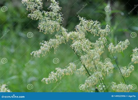 Flowering Dactylis Glomerata Cock`s Foot Orchard Grass Macro Stock