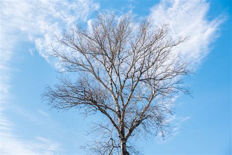 背の高い白樺の木の梢 美しい青空の背景自然の概念と枝 まぶしいのストックフォトや画像を多数ご用意 Istock