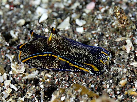 カノコキセワタ Izuzuki海の生き物大図鑑 笑