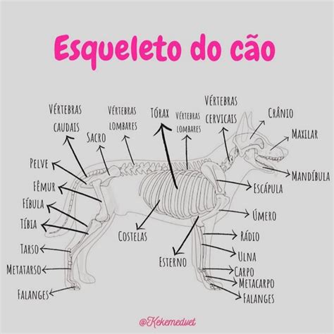 Quantos Ossos Tem Um Cachorro Braincp