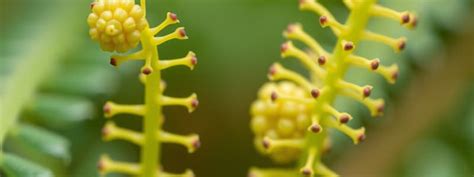 Pteridophytes And Their Reproductive Structures