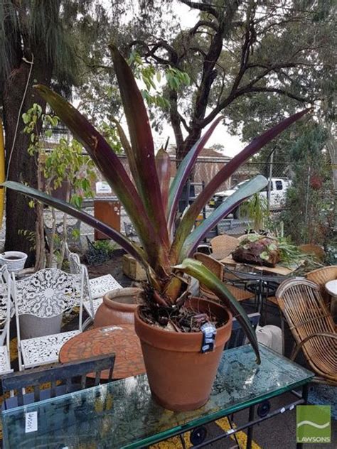 Lot Bromeliad In Terracotta Planter