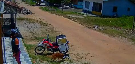 Vira lata caramelo furta marmita de entregador no PA vídeo viraliza