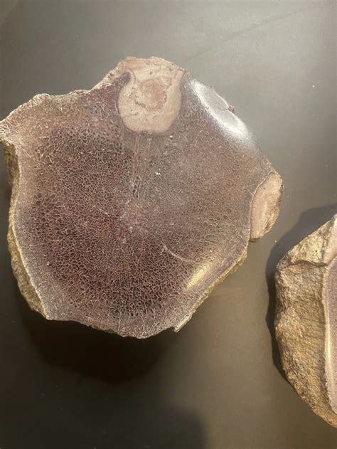 Dinosaur Split Vertebrae Gem Bone Set Agatized Jurassic Dinosaur
