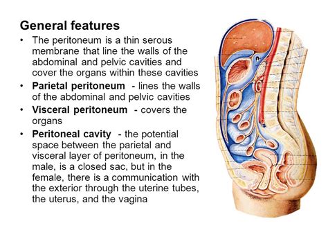Peritoneum Anatomy Ppt