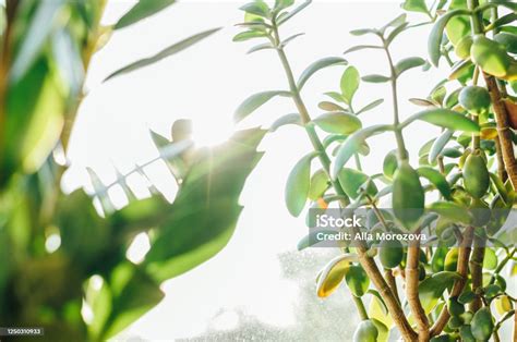 여름에 태양에 집 식물 즙이 많은 크라술라 Ovata 옥 식물의 잎 행운을 가져다 주는 돈 나무 내추럴 그린 배경 공간을 복사합니다 0명에 대한 스톡 사진 및 기타 이미지