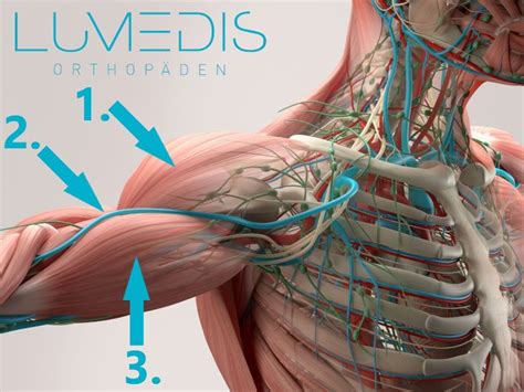 Bone bruise Knochenmarködem der Schulter Ihre Schulterspezialisten