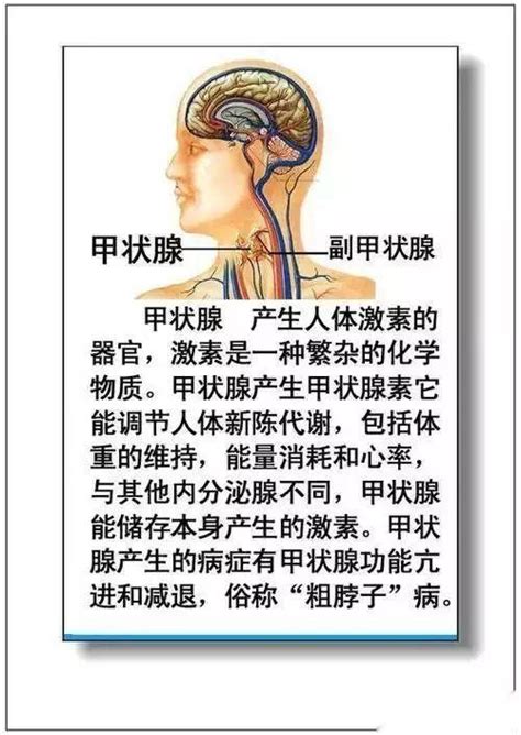 史上最全人体内脏结构图五脏六腑解剖图人体经络图青桐先生独家整理发布 知乎