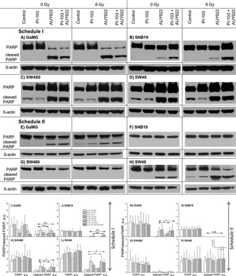 Representative Western Blots A H Of Parp And Cleaved Parp Proteins In
