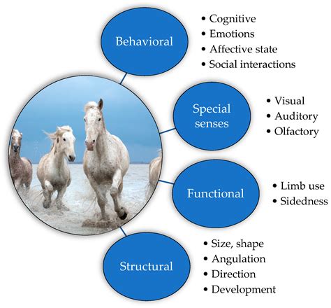 The Challenge Of Defining Laterality In Horses Is It Laterality Or