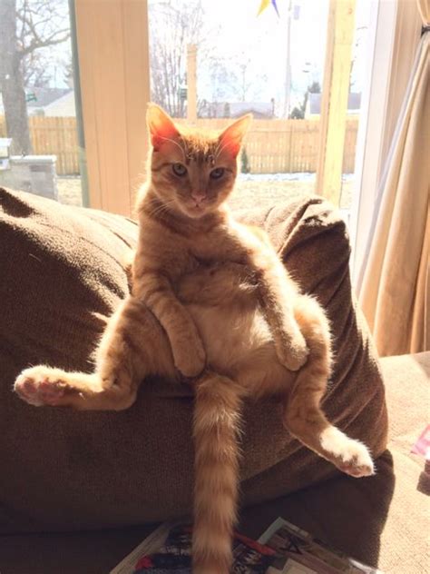 Tomboy Cat Found My Cat The Other Day Sitting Like This No We Did Not