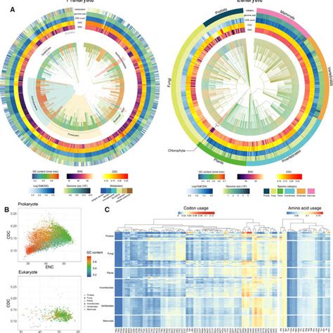 Codon Usage Dynamics Across Prokaryote And Eukaryote Genomes A CUB Download Scientific