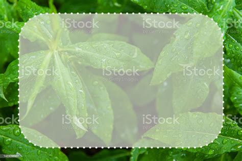 녹색 식물 잎과 창조적 인 프레임이있는 추상적 인 자연 배경 0명에 대한 스톡 사진 및 기타 이미지 0명 개념 계절 Istock