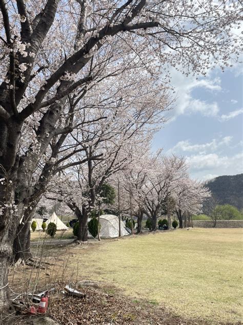 경남 벚꽃캠핑 명소 산청 경호강그린캠프에서 벚꽃캠핑 성공 네이버 블로그
