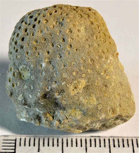 Cretaceous Corals Member Collections The Fossil Forum