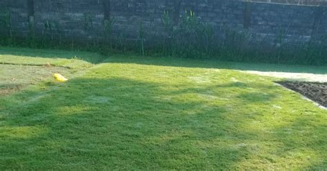 Perbandingan Rumput Jepang Gajah Mini Dan Golf Mana Yang Cocok Untuk