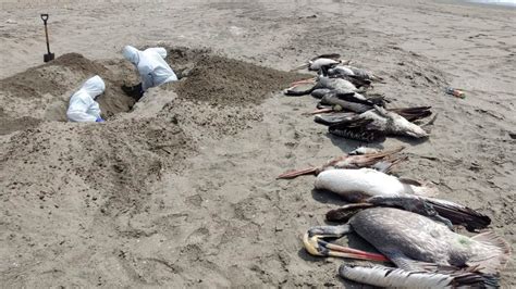 Entierran 1500 Aves En Playa De Samanco De Áncash Ante Presencia De