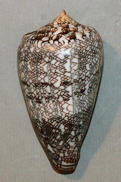 Conus Cylinder Abbas Hwass In Bruguière 1792